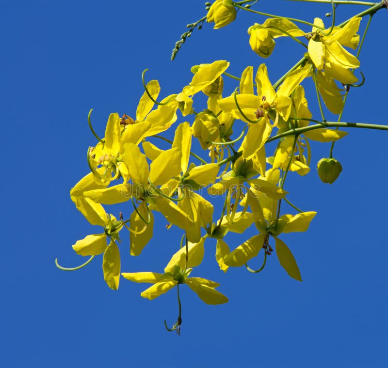 Sage Rose stock image. Image of anthraquinones, subulata - 30485979