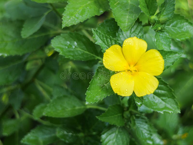 Sage Rose stock image. Image of leaves, subulata, medicine - 30485979