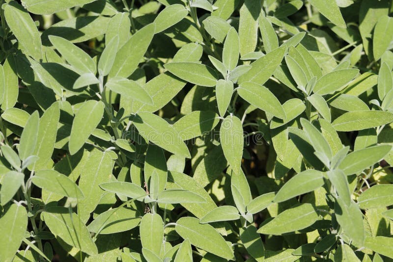 Sage stock image. Image of foliage, macro, herb, garden - 132684087