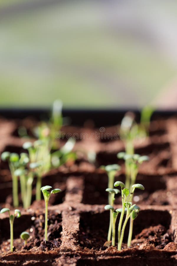 Sage Seedling stock image. Image of environmental, nature - 20507009