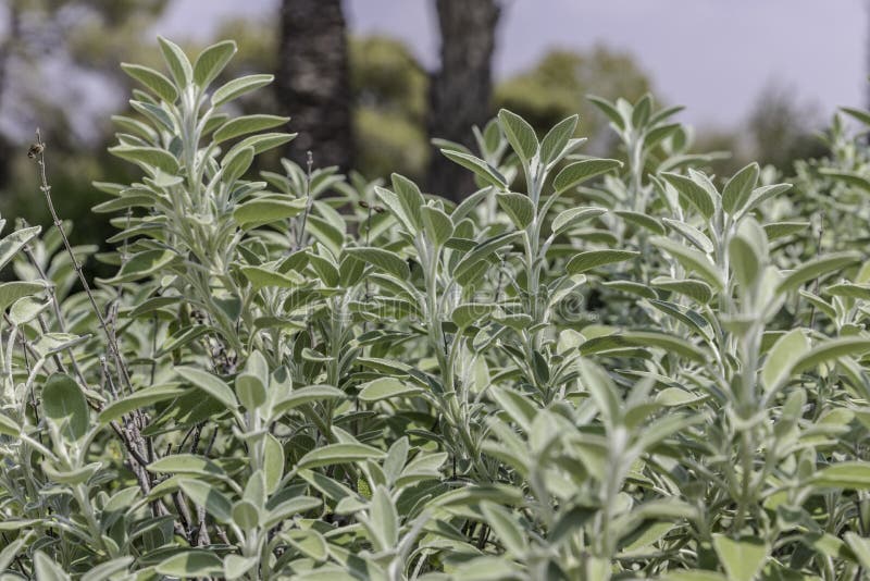 Sage shrub from side stock photo. Image of herb, lush - 101640118