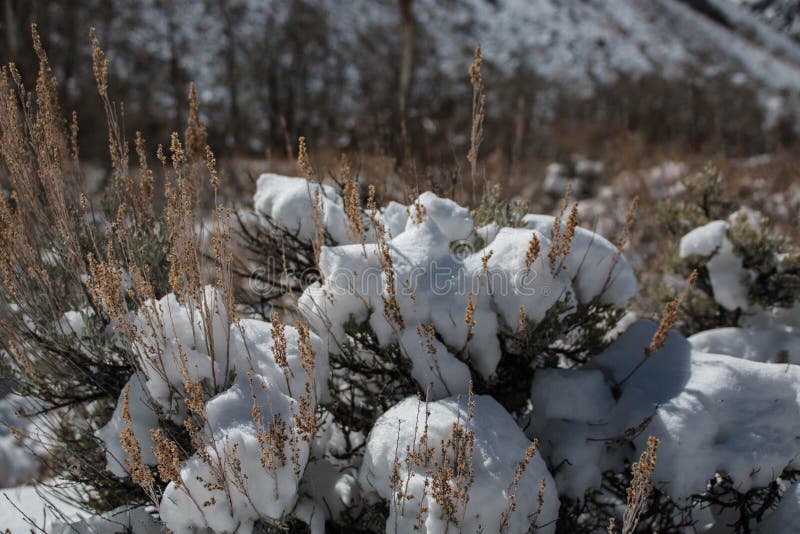 Sage and Snow stock image. Image of snow, desert, covered - 229510461