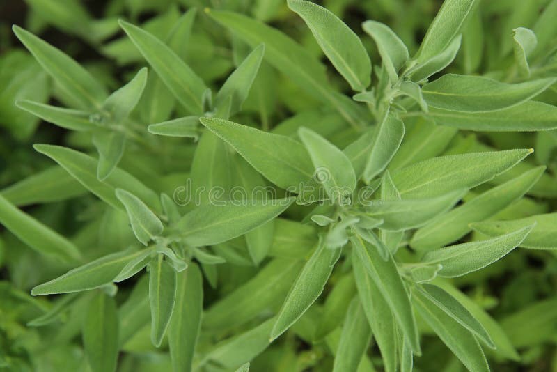 Sage spice in the garden. stock image. Image of ingredient - 123877673