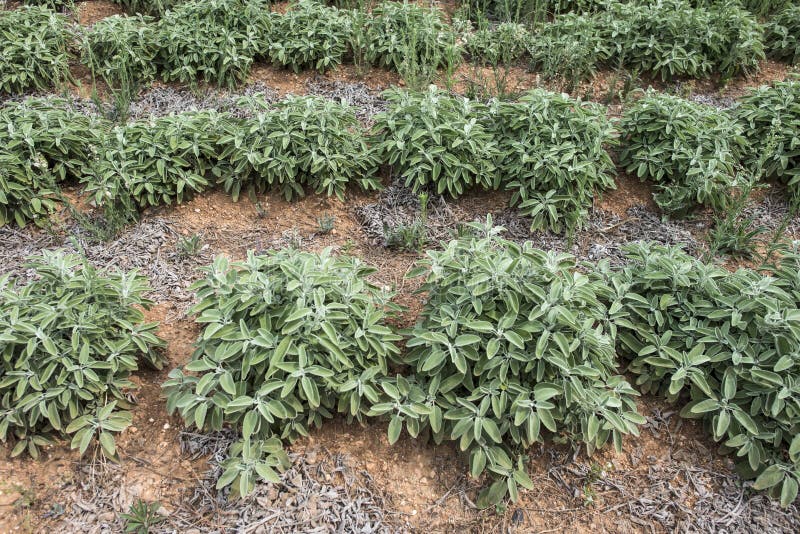 Sage spice garden stock photo. Image of fields, spice - 137932028