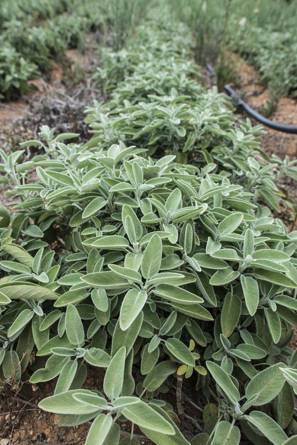 Sage spice garden stock photo. Image of healthy, fresh - 138001682