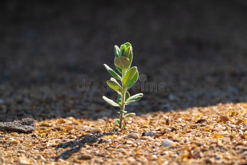 Sage Sprout Survives on the Sand Stock Photo - Image of freshness ...