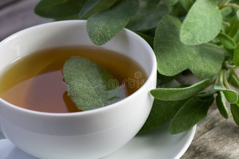 Sage tea stock photo. Image of homeopathy, terrace, condiments - 20350480