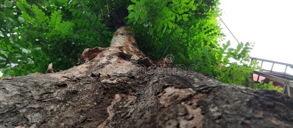 Sage tree stock image. Image of sage, tree, towering - 269571457