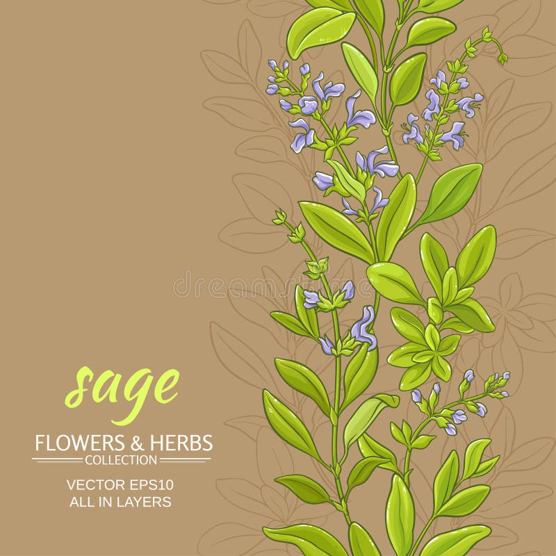 Sage Vector Drawing Bunch. Isolated Plant with Flower and Leaves ...
