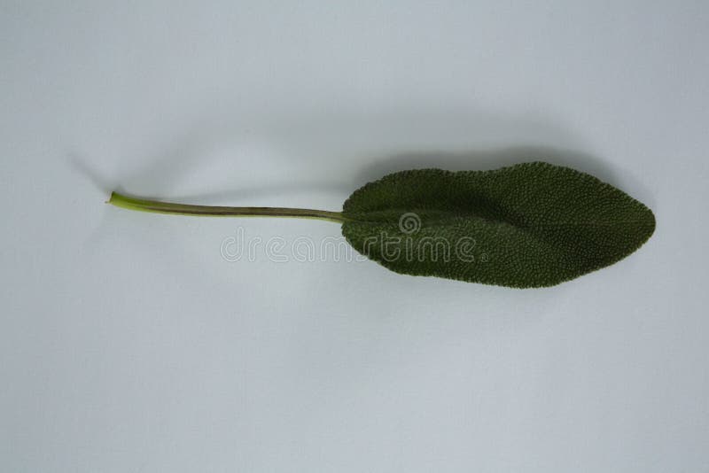 Sage on white background stock photo. Image of culture - 99928698