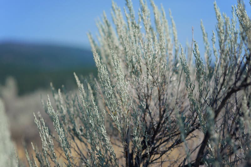 Sagebrush against blue sky stock photo. Image of plant - 57153582