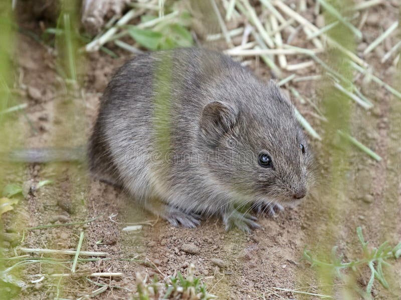 Sagebrush Vole in the Open stock image. Image of nature - 108410193