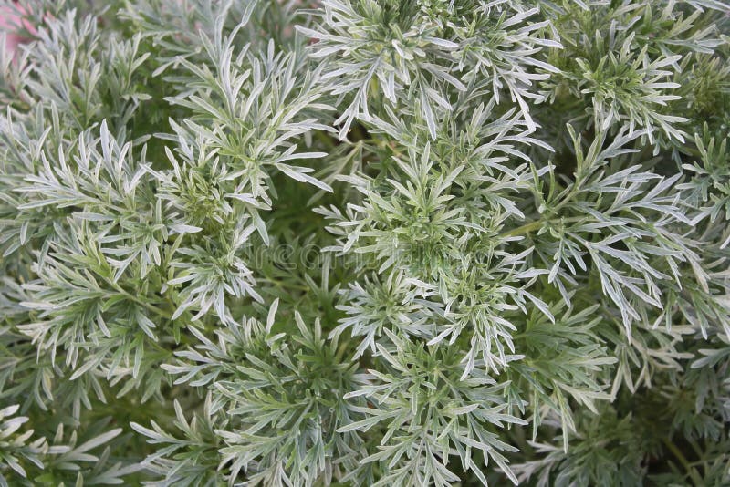 Big Sagebrush stock photo. Image of sagebrush, plant - 37446460