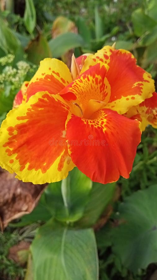 Saging saging stock image. Image of head, blooming, plant - 218092781