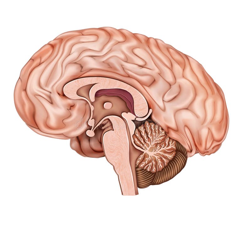 Brain Anatomy Sagittal Stock Illustrations – 351 Brain Anatomy Sagittal ...