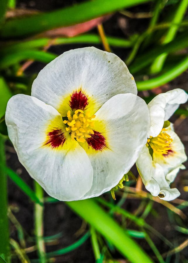 Sagittaria Montevidensis or Giant Arrowhead Flower. Stock Photo - Image ...