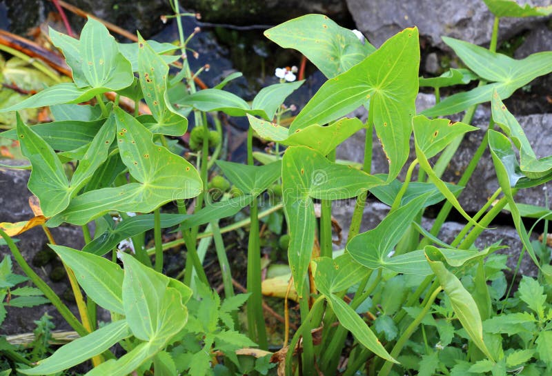Sagittaria Sagittifolia Grows in Water with a Slow Flow Stock Photo ...