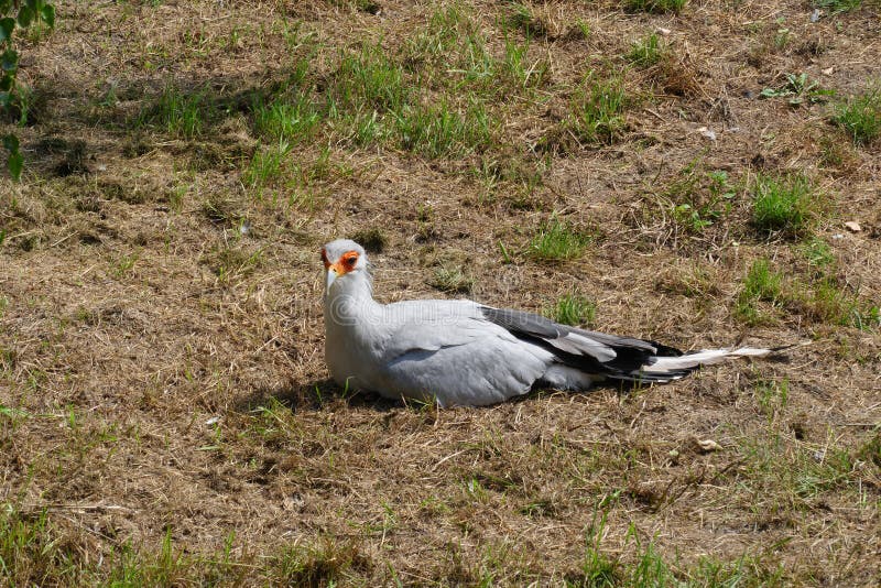 Sagittarius serpentarius stock image. Image of animal - 96696563
