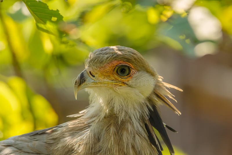 Sagittarius serpentarius stock image. Image of crown - 136095777