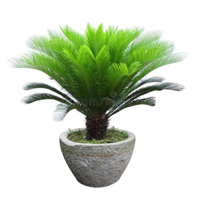 Sago cycad tree stock photo. Image of botany, branch - 25044730