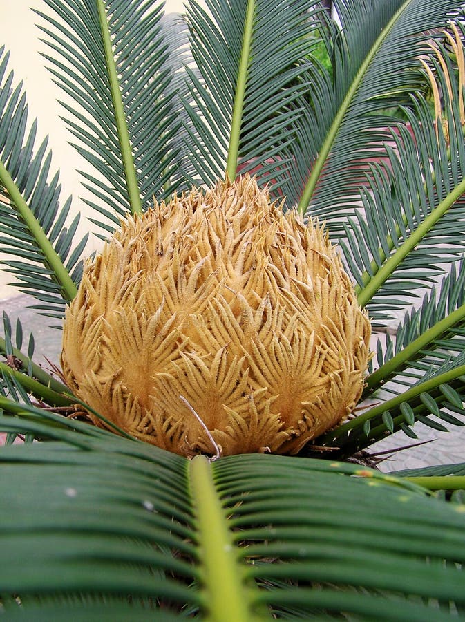Sago cycas stock image. Image of cone, evergreen, flower - 12282443