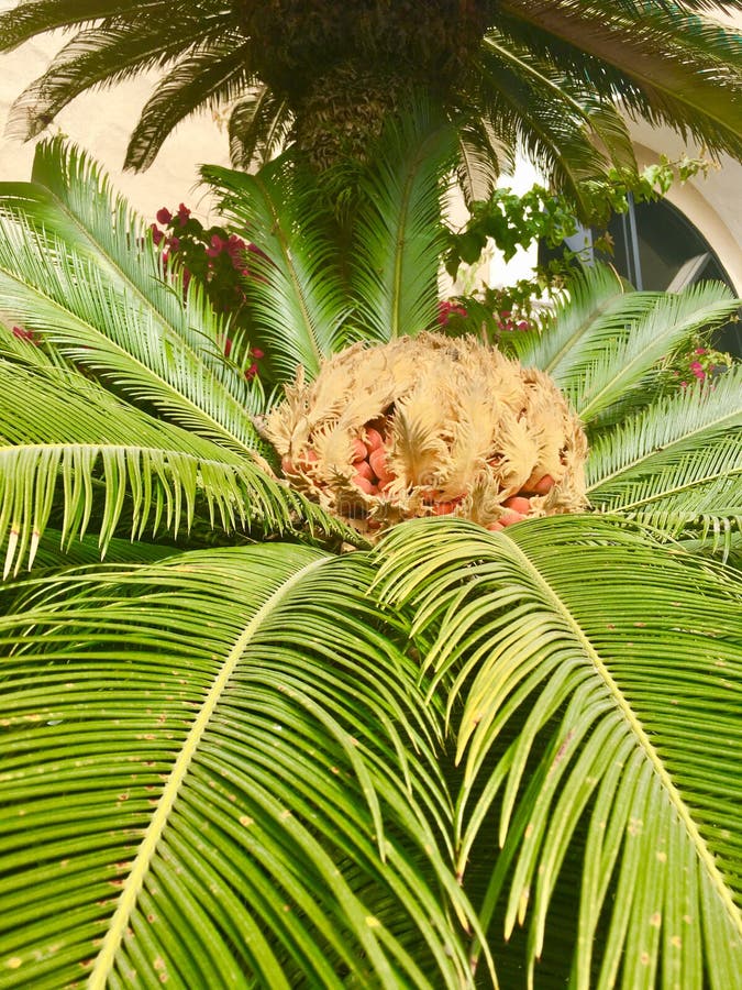 Sago Palm Center stock photo. Image of palm, seeds, hide - 131206634