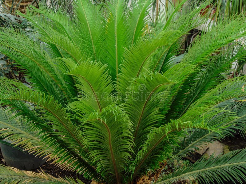 Sago Palm - Close Up. Nature Stock Image - Image of macro, beautiful ...