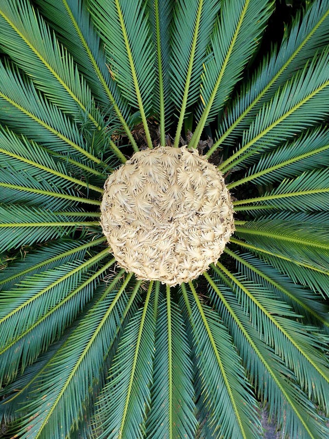 Sago Palm Tree with Female Flower Stock Image - Image of female, branch ...