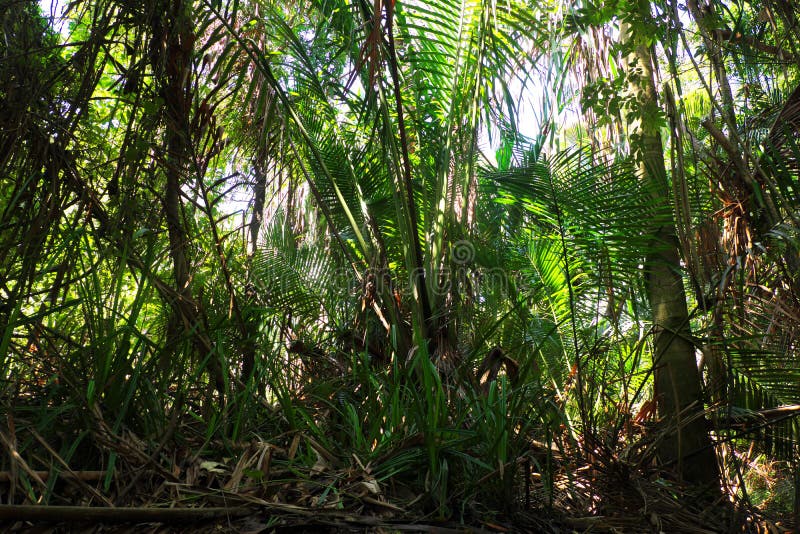Sago Palm Tree that Often Grow in Swamp Forests Stock Image - Image of ...