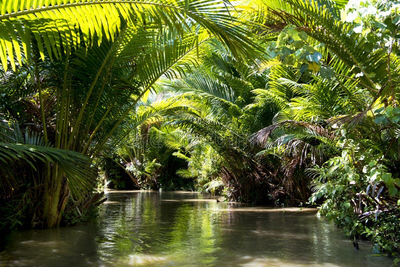 Side Arm with Sago Palms on Sepik River, Papua New Guinea, Stock Image ...