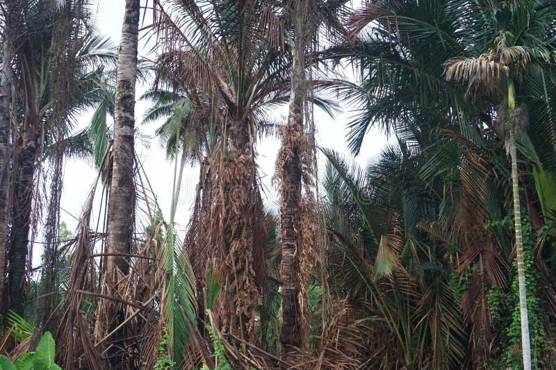 A Sago Tree in the Garden that Had Been Burned Stock Image - Image of ...