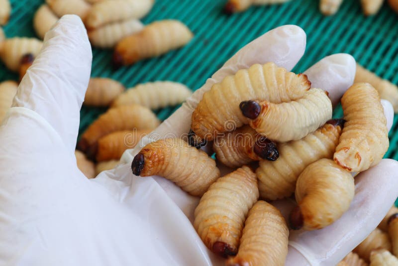 Sago Worm or Coconut Grubs in Hand Closeup. Stock Image - Image of hand ...
