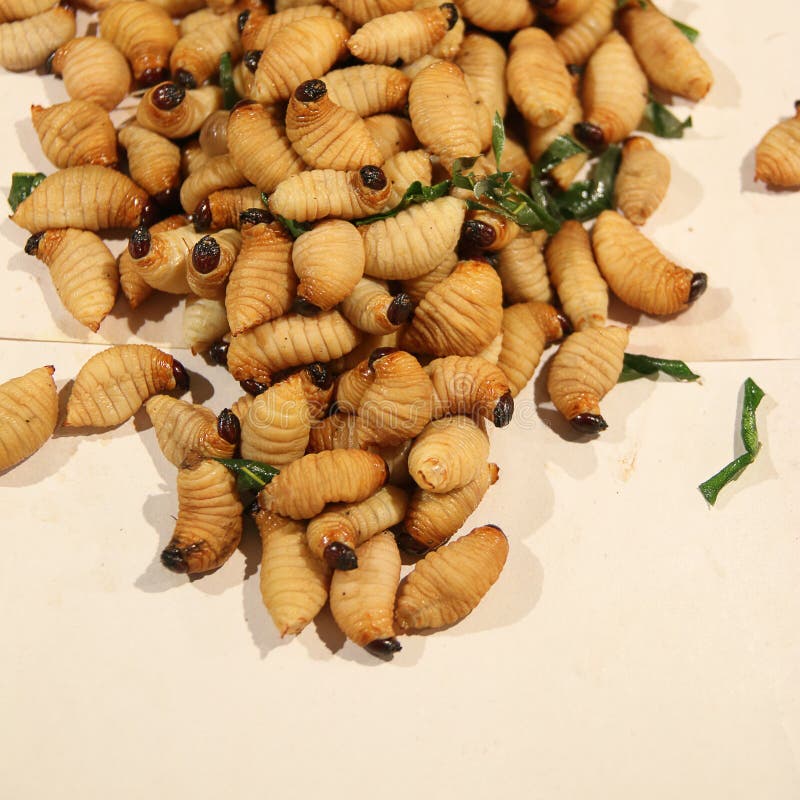 Sago Worm, Larvae from the Red Palm Weevil on Soil Stock Image - Image ...