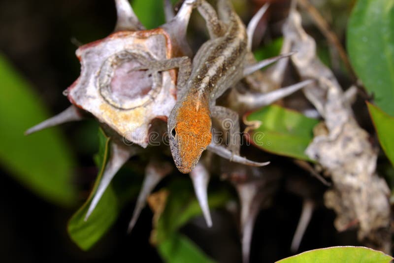 Sagrei Del Anolis, Anole Marrón Imagen de archivo - Imagen de verde ...
