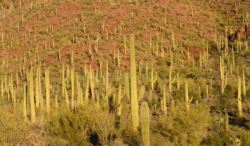 Saguaro Cacti Forest, Tucson, AZ Stock Image - Image of arizona ...