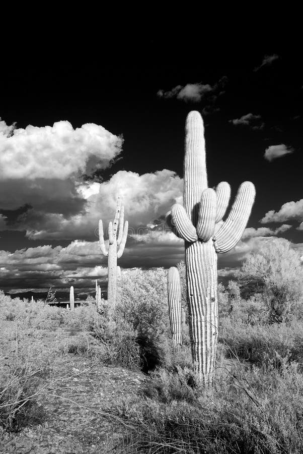 Saguaro Cactus stock image. Image of yellow, blue, range - 13503881