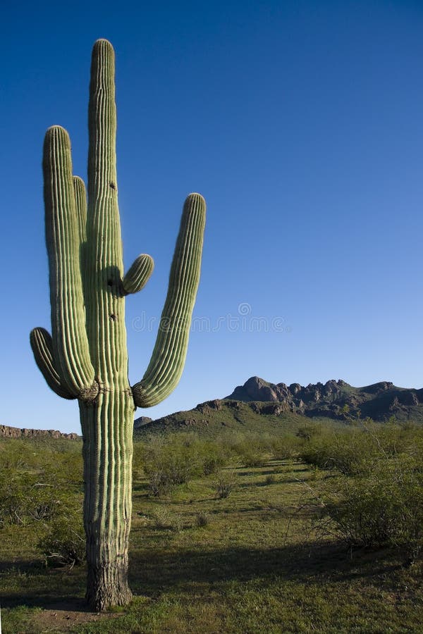 Saguaro Cactus stock photo. Image of colorful, cholla - 7996558
