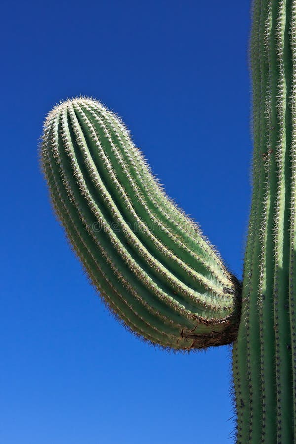 Lone Saguaro Cactus In Desert Stock Photo - Image of arizona, range ...