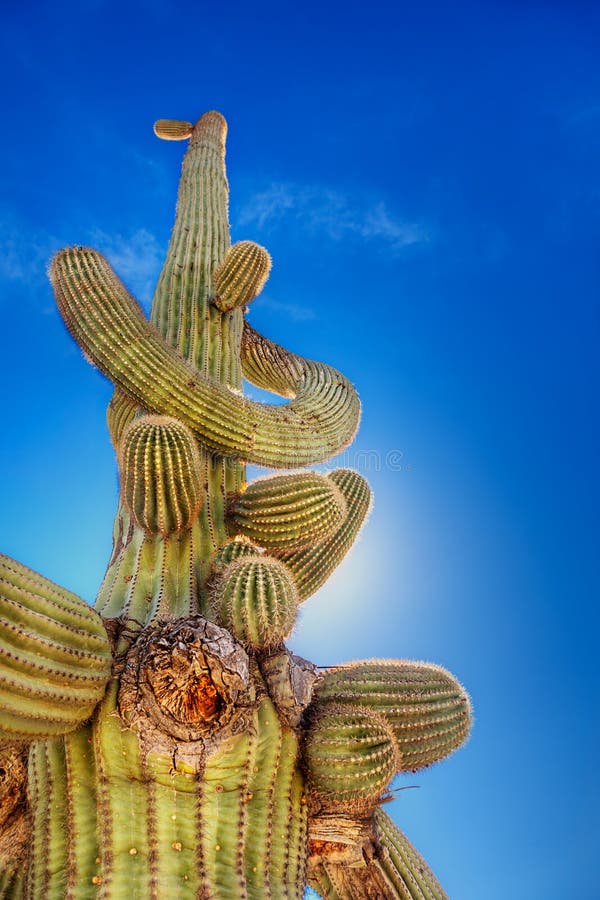 Saguaro cactus stock image. Image of desert, vertical - 29449751