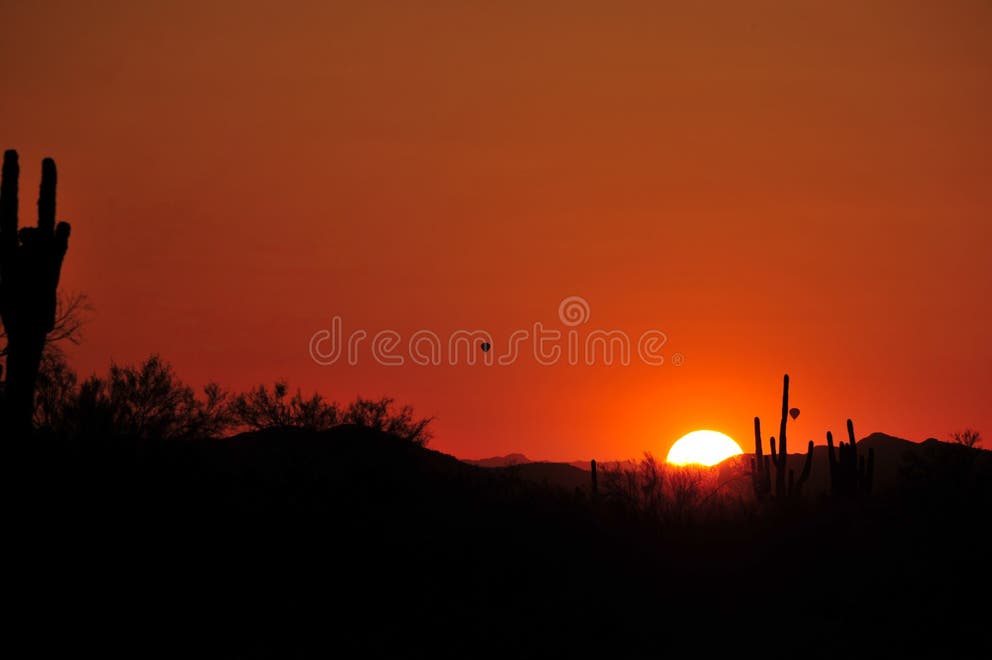 Saguaro cactus stock image. Image of saguaro, protected - 29485975