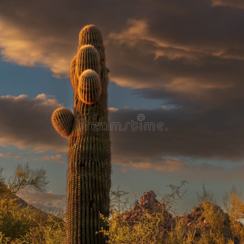 Saguaro Cactus Against the Sunset Sky in Phoenix, Arizona Stock Photo ...