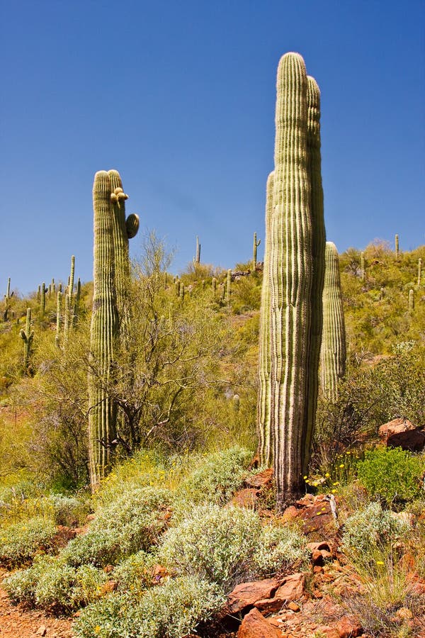 Tallest cactus stock photo. Image of tree, blue, arizona - 16258578