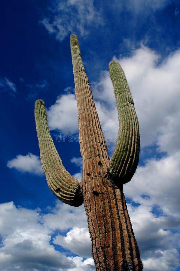 Saguaro Cactus Cacti Arizona Desert Stock Image - Image of columnar ...