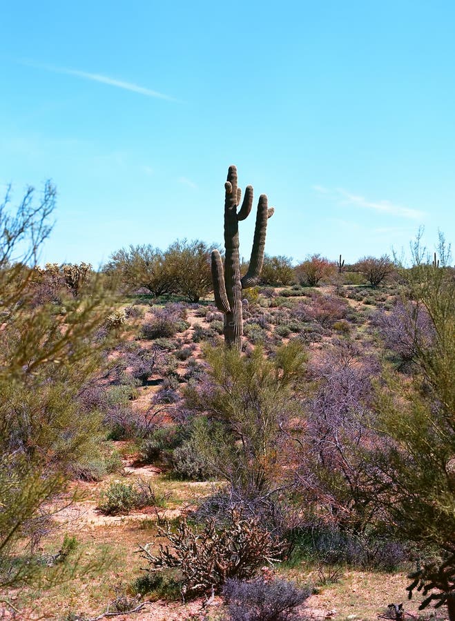Saguaro Cactus stock photo. Image of bright, sunset, cloud - 39610308