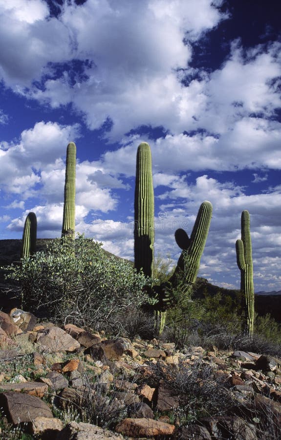 Giant Saguaro Cactus Forest Stock Photo - Image of national, cactus ...