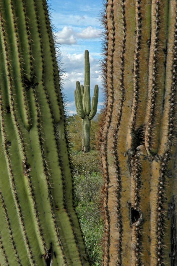 Saguaro Cactus 2 stock image. Image of detail, arid, patterns - 1812377