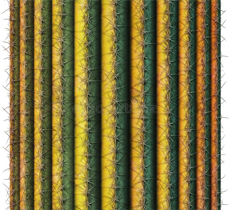 Saguaro Cactus Picture. Image: 30784667