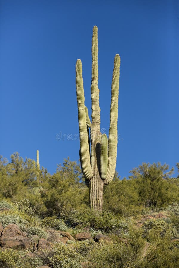 Saguaro Cactus with Dry Desert Background Cactus and Rocks Stock Image ...