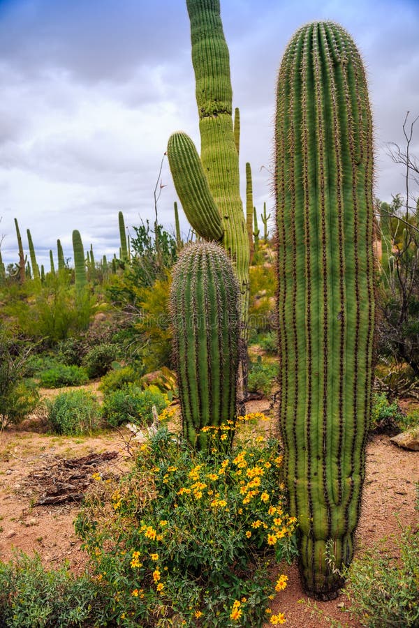 Saguaro Cactus Fields, Saguaro National Park, Arizona Stock Image ...