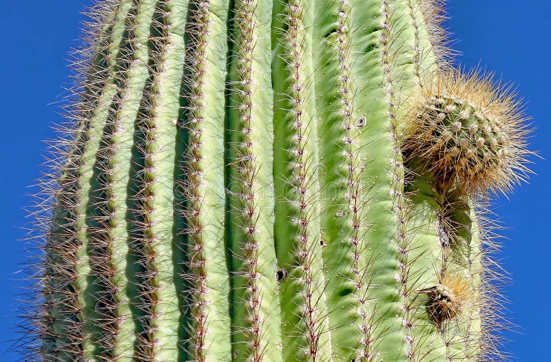 Saguaro Cactus First New Growth Stock Photo - Image of spines, nature ...
